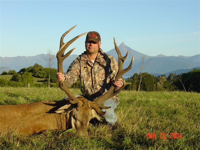 Chile Red Stag Gallery