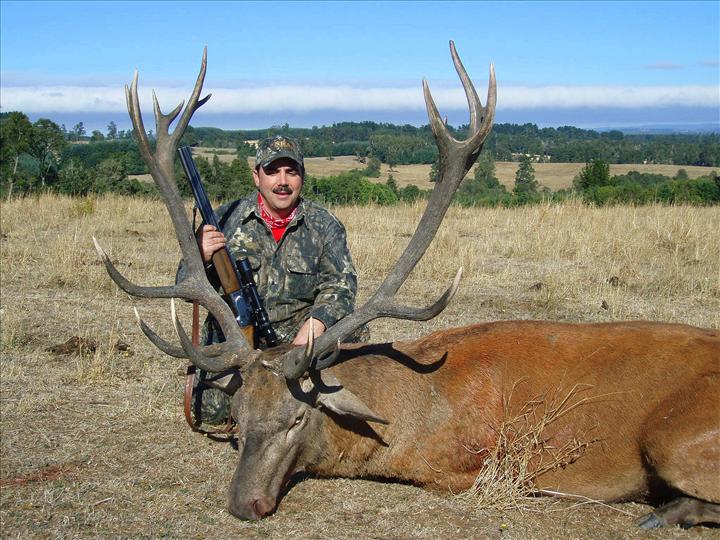 Chile Red Stag Gallery
